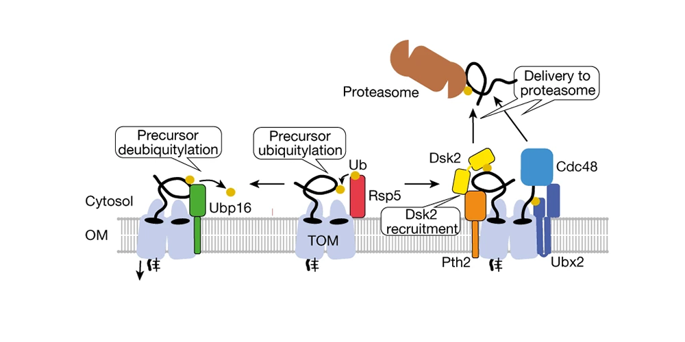 Unraveling the protein map of cell’s powerhouse