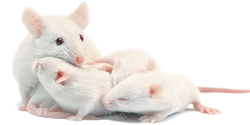 In mice, a mother's love comes from the gut