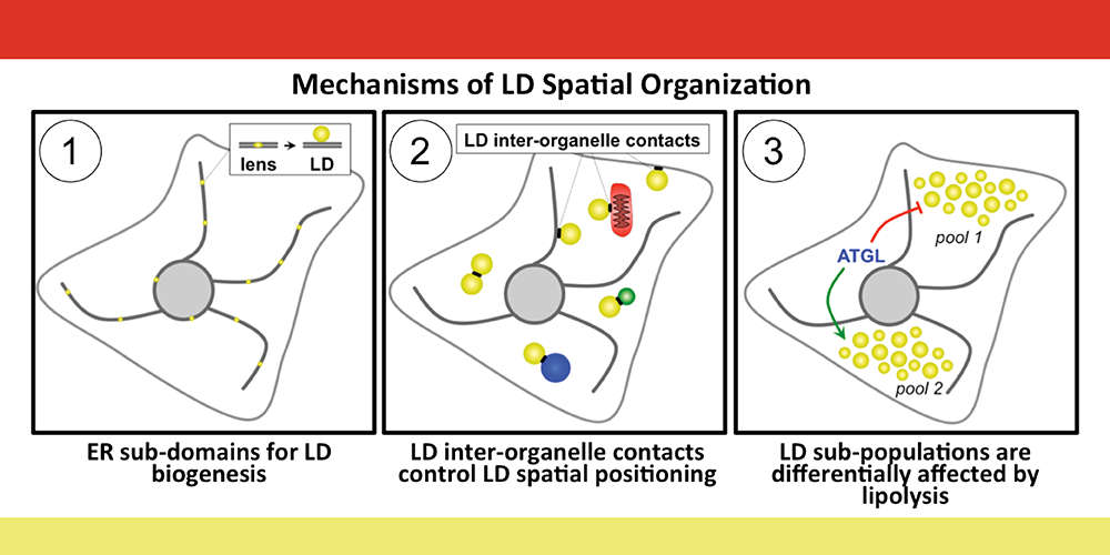 Organizing fat: Mechanisms of creating and organizing cellular lipid stores
