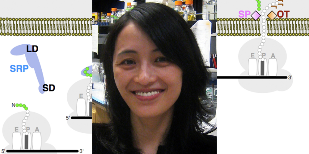 Shan honored for work uncovering mechanisms of signal recognition particle