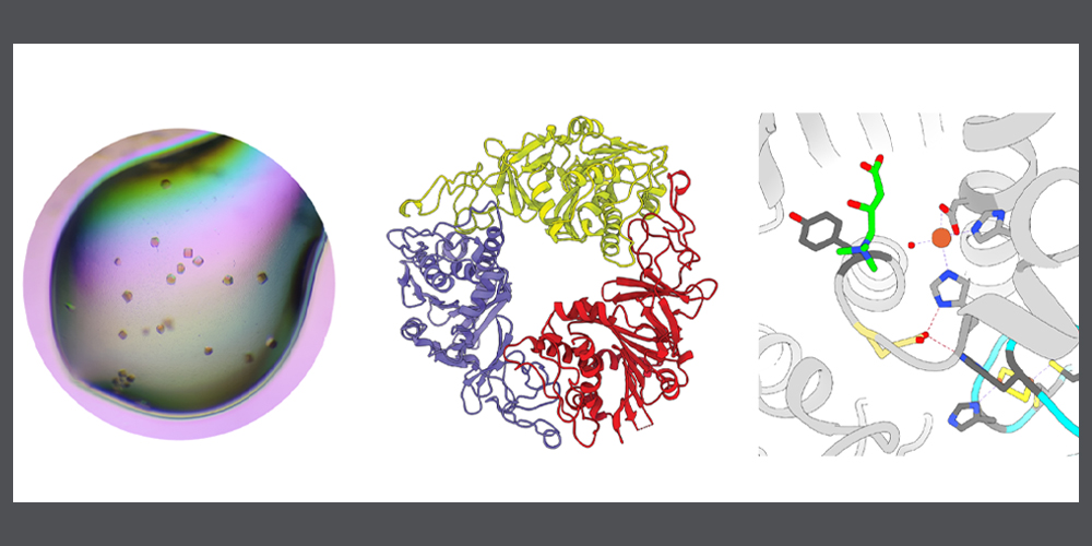 Stabilizing the enzyme in fish odor syndrome