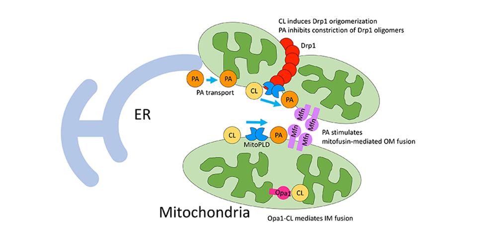 Lipid Regulation Of Mitochondria