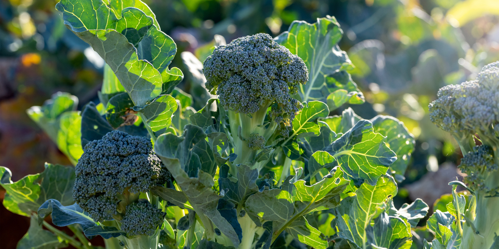 Broccoli consumption protects gut lining, reduces disease in mice