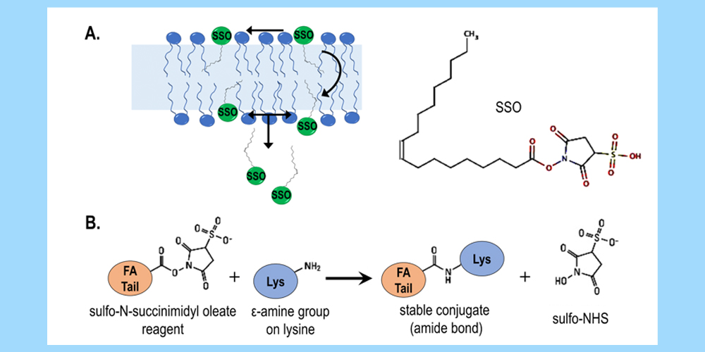 Plasma membrane is no barrier to free fatty acid