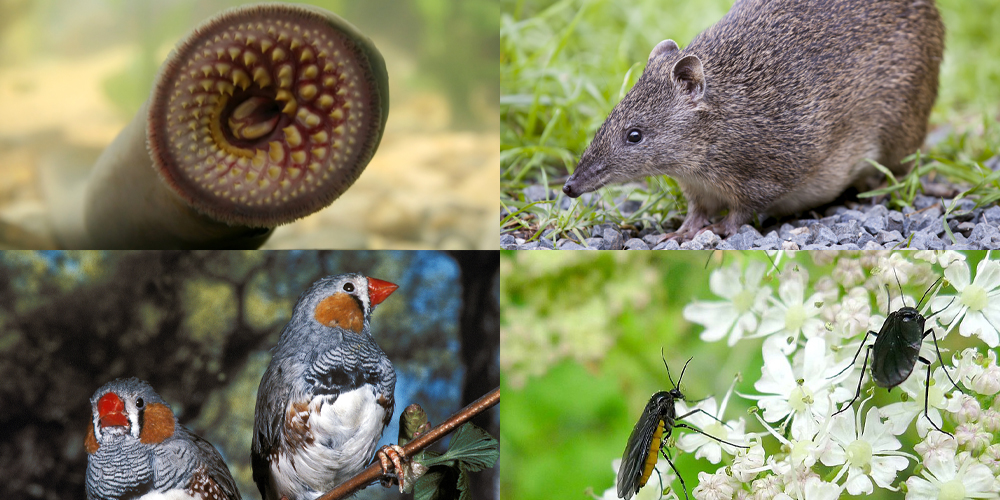 The curious case of the shrinking genome