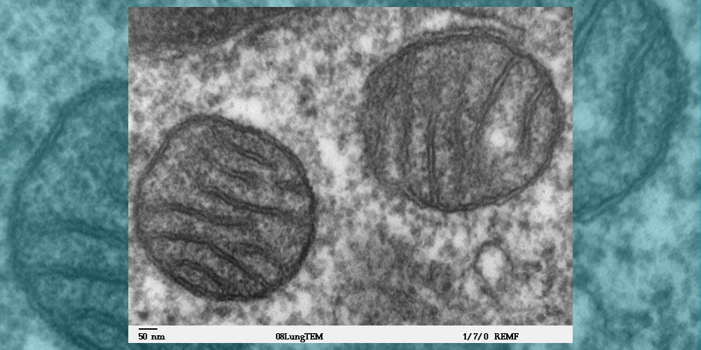 From the journals: JBC