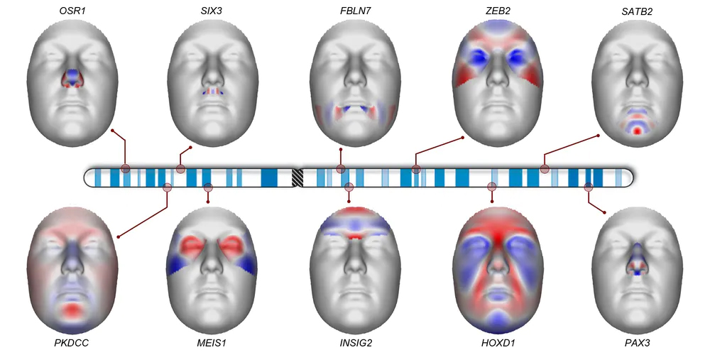 We scanned the DNA of 8,000 people to see how facial features are ...