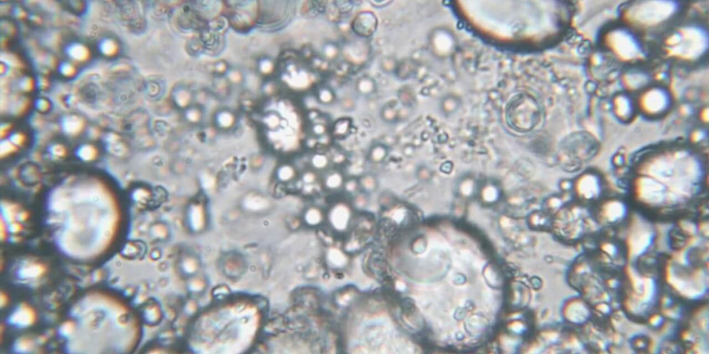 Microbial secrets of sourdough