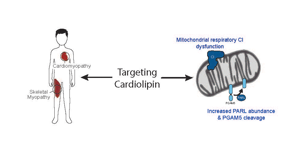 Targeting cardiolipin modification in a genetic disorder