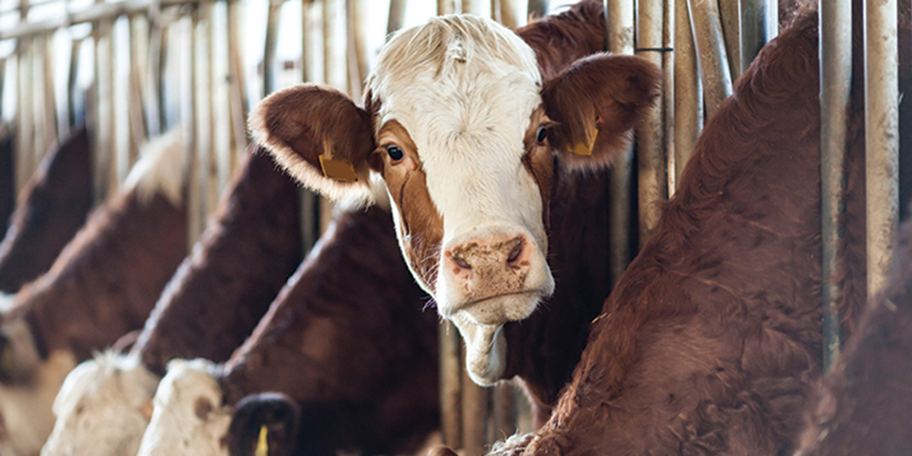 MCP: How now, chilled cow?