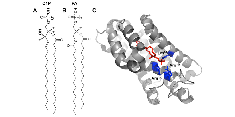 Identification of ceramide-1-phosphate transport proteins