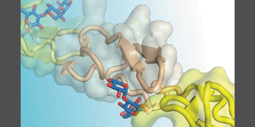 JBC: Sugary secrets of a cancer-related protein