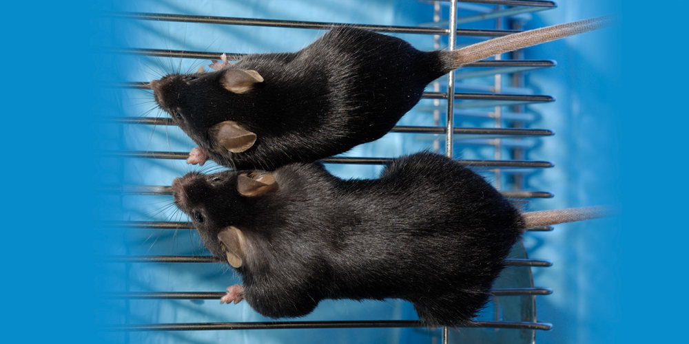 Rodents in space: Keeping bone and muscle strong on the ISS