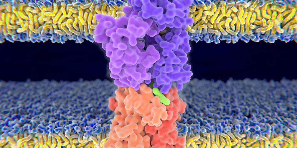 Finding neoantigens faster — advances in the study of the immunopeptidome