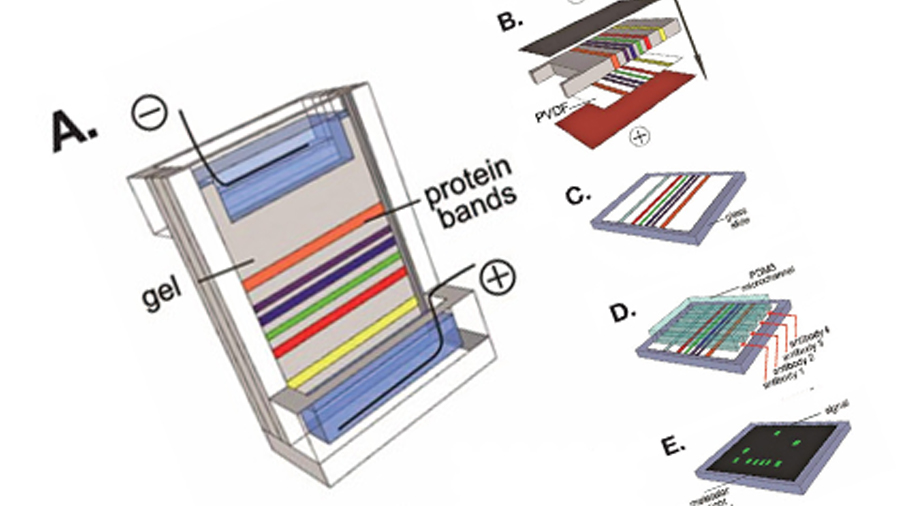 Western Blotting Diagram Complete Western Blot Protocol Automation In