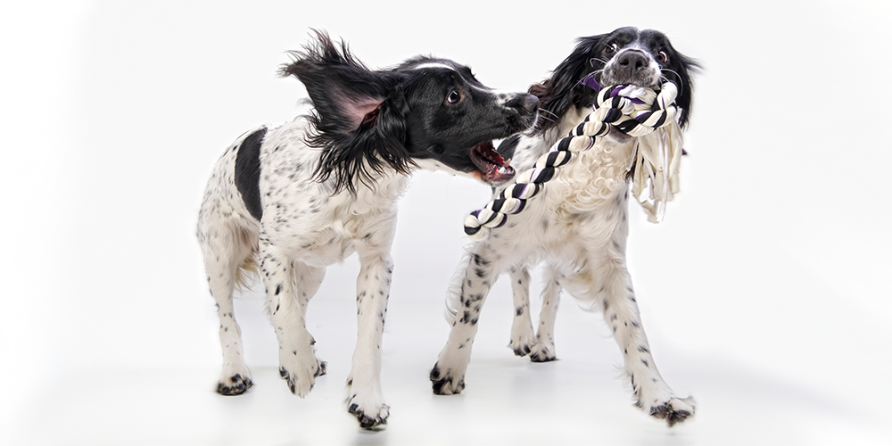 The two sides of envy at work