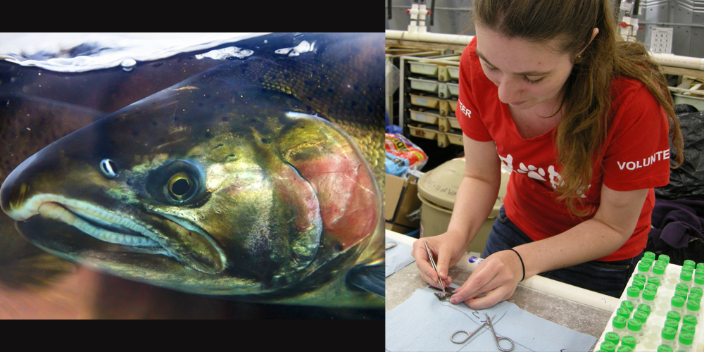 Can probiotics change fish behavior?