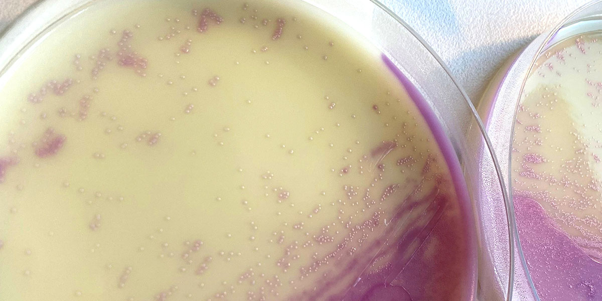 Antibiotic sensor directly binds drug in resistant bacteria