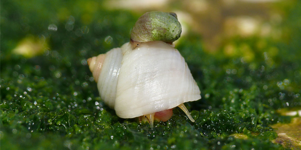 The snail or the egg?