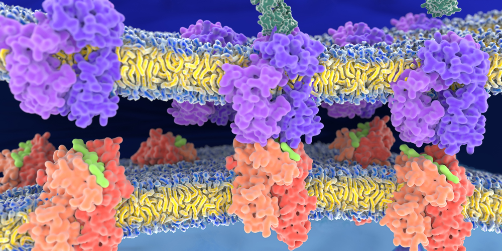 How inflammation changes antigen presentation