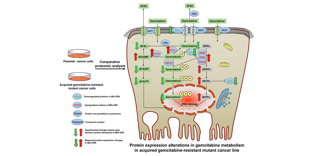 Researchers Identify Key Metabolic Regulators Of Drug Resistance In