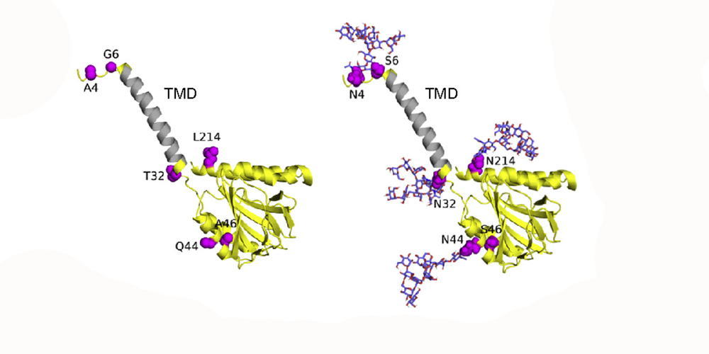 Researchers decipher critical features of a protein behind ALS