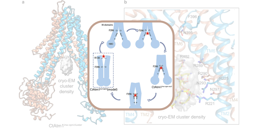 How a complex molecule moves iron through the body