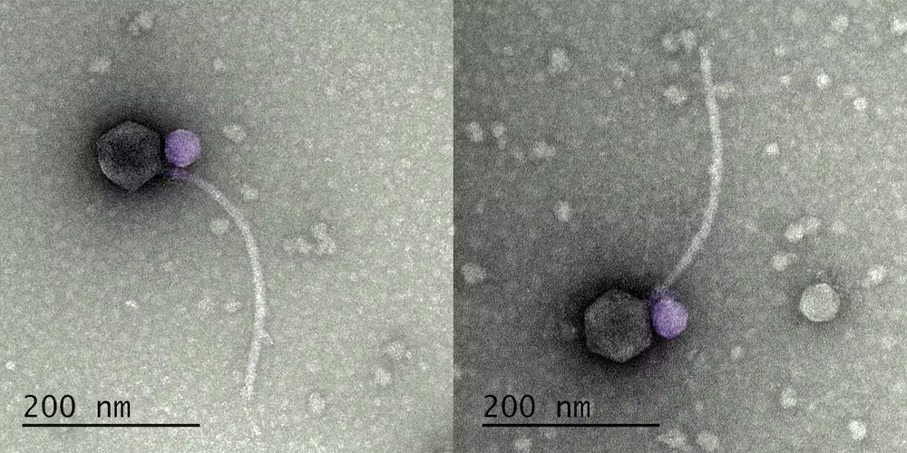 Vampire viruses prey on other viruses to replicate themselves