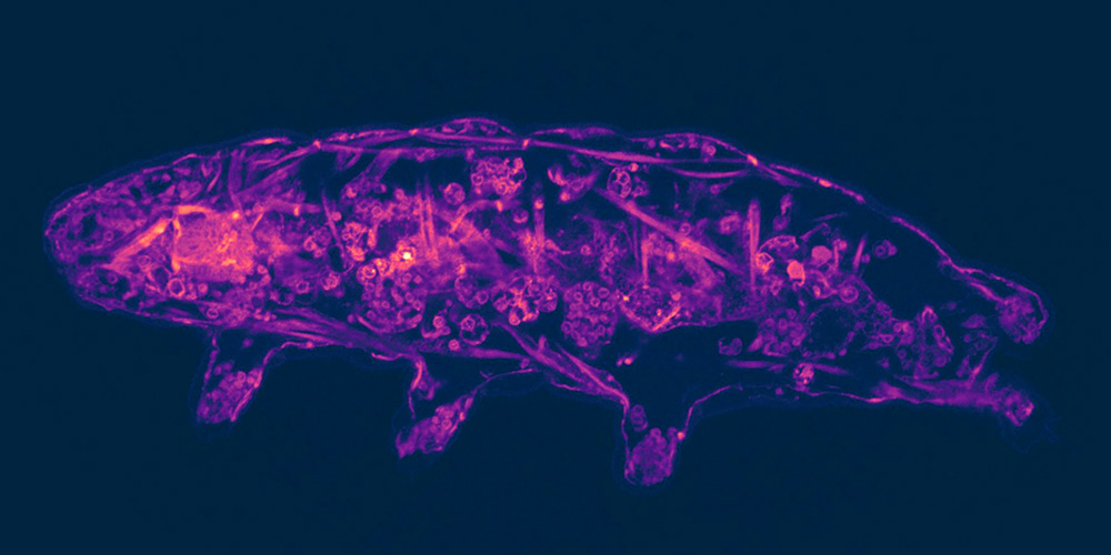 Molecular sensor enables water bear hardiness by triggering dormancy