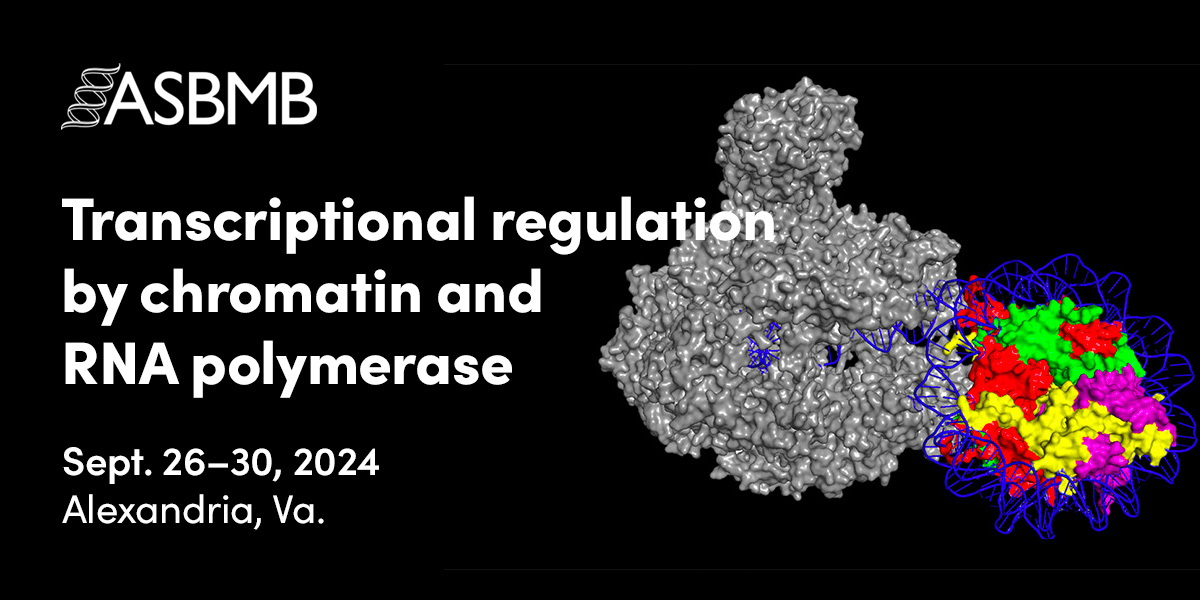 Transcriptional regulation by chromatin and RNA polymerase