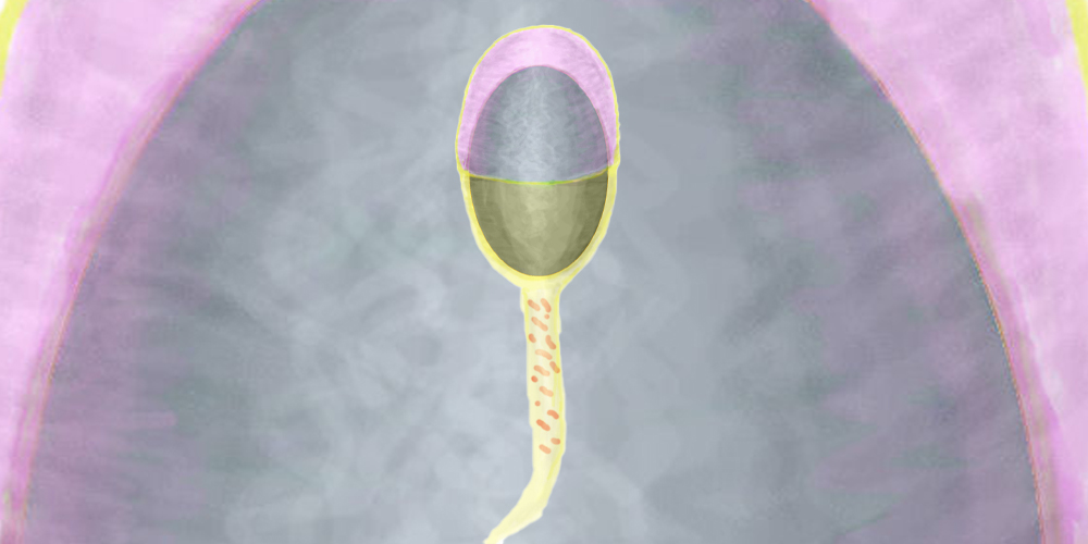 Mouse model may help explain, treat infertility