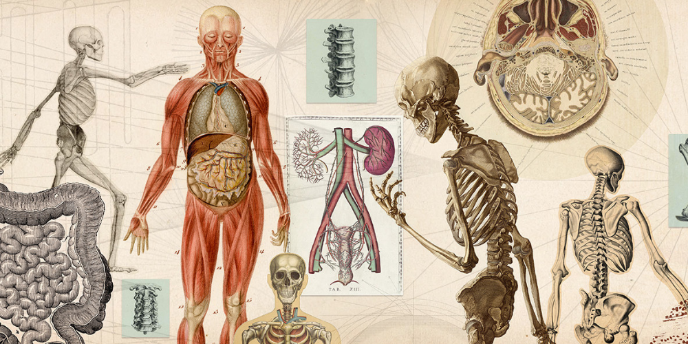 Fun Facts About Bones More Than Just Scaffolding fun-facts-about-bones-more-than-just-scaffolding