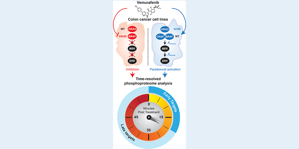 MCP: Deciphering the RAF inhibitor paradox