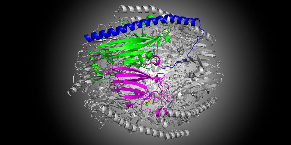 Unveiling an elusive microbial enzyme