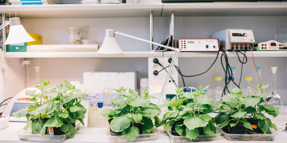 Simple trick could improve accuracy of plant genetics research
