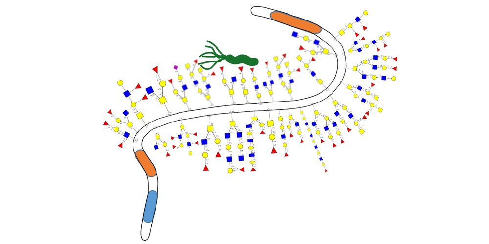 How mucus keeps us healthy