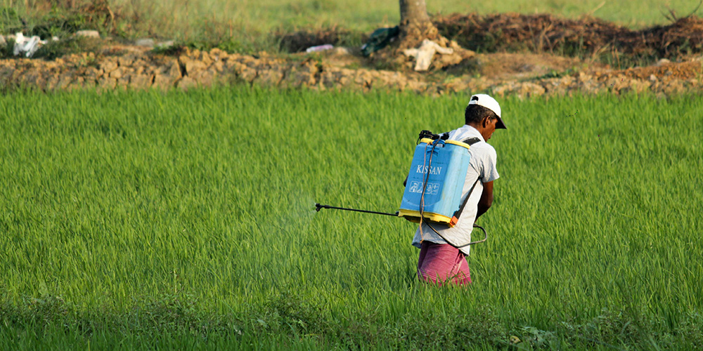 Harnessing a natural plant insecticide for commercial use