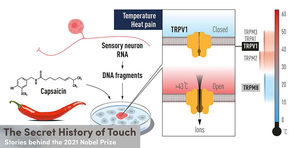 David McKemy and the cold receptor