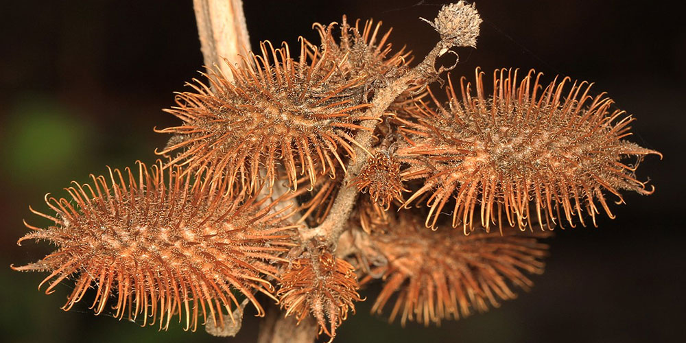 Scientists see anti-aging potential in an invasive weed