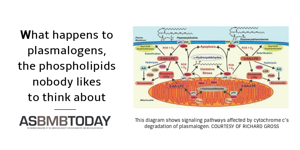 JBC: What happens to plasmalogens, the phospholipids nobody likes to ...