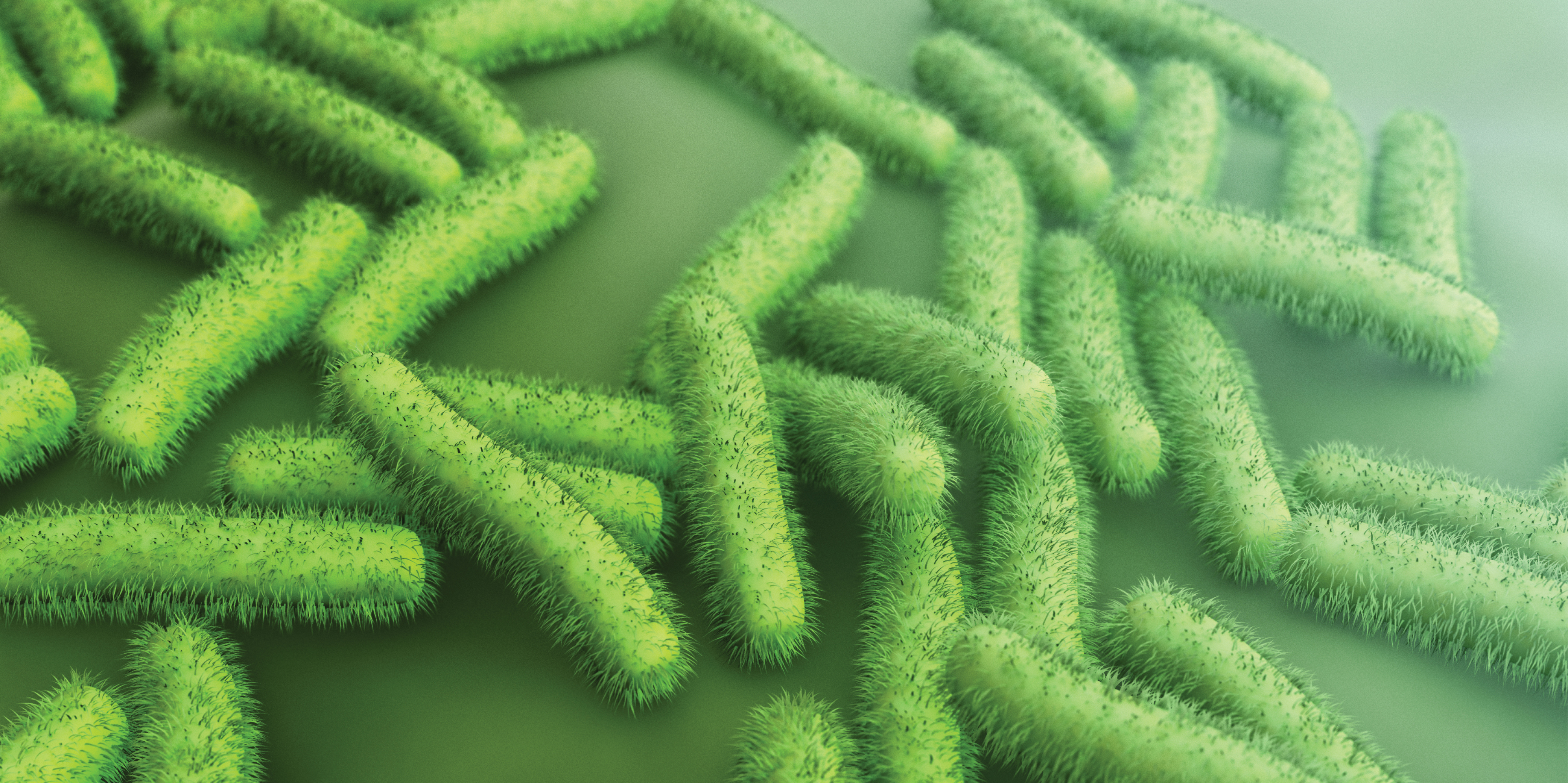 Bacterial invasion may explain recurrent urinary tract infections