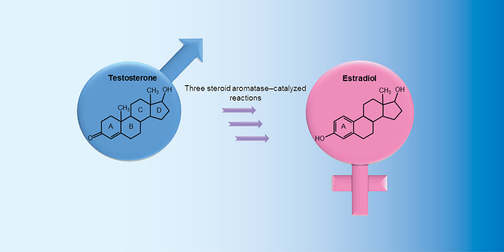 JBC: On the trail of steroid aromatase