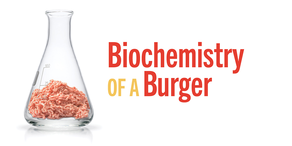 Biochemistry of a burger