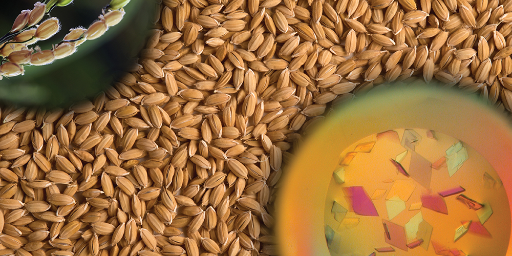 JBC: Paving the way for disease-resistant rice